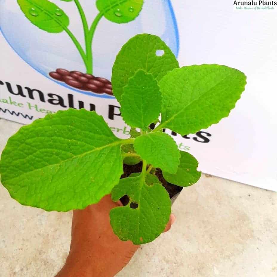 kapparawalliya plant | Arunalu Plants