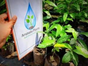 Kothala Hibutu | Salacia reticulata | Kothala Himbutu | කොතල හිඹුටු