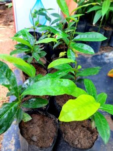 Kothala Hibutu | Salacia reticulata | Kothala Himbutu | කොතල හිඹුටු