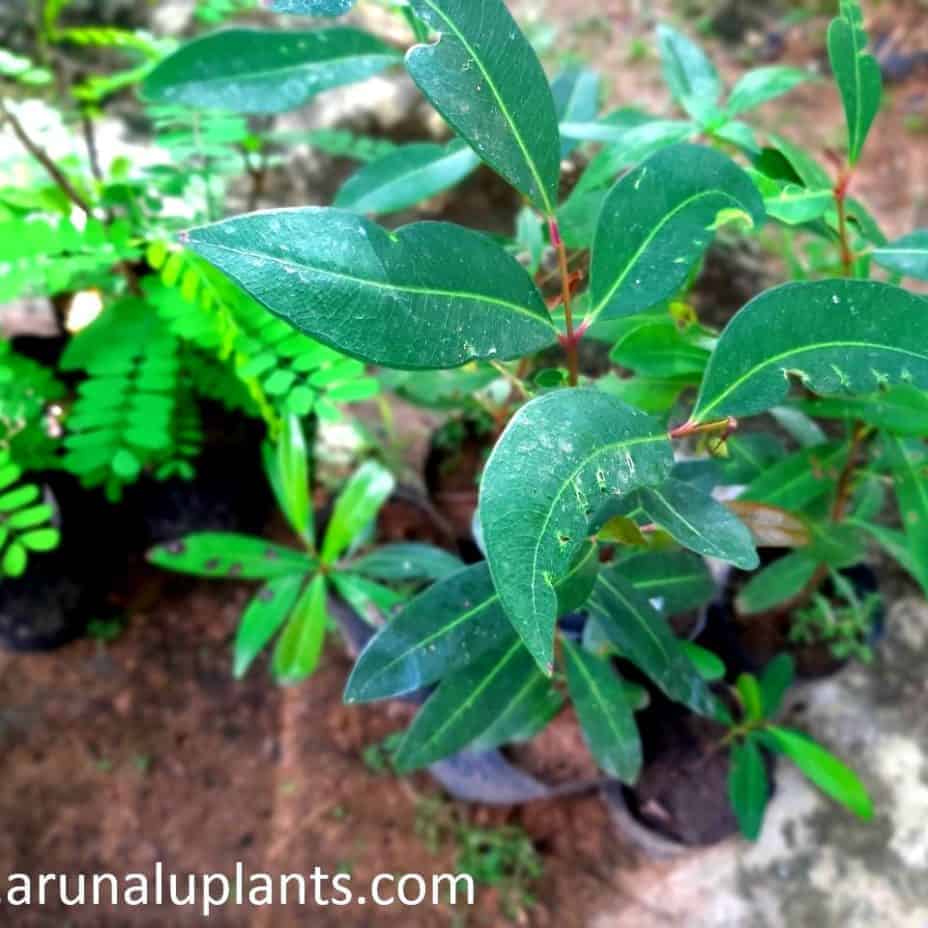 Fruit Plants | Arunalu Plants