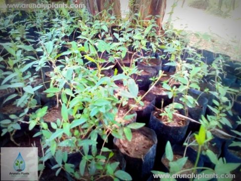 Masbedda | Heen Masbedda | Gymnema sylvestre | Australian Cowplant ...