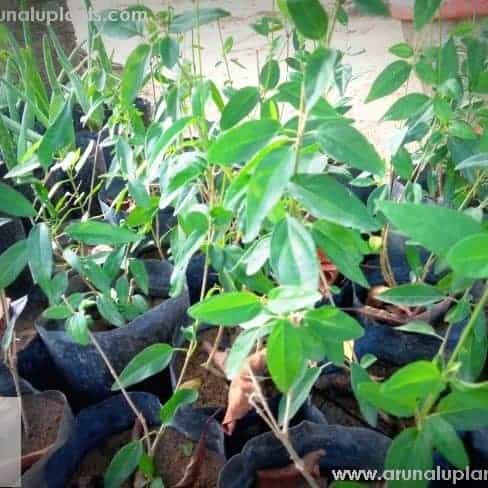 Plants for Small Garden | Medicinal Plants