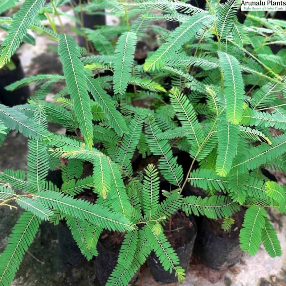 Trees | Arunalu Plants