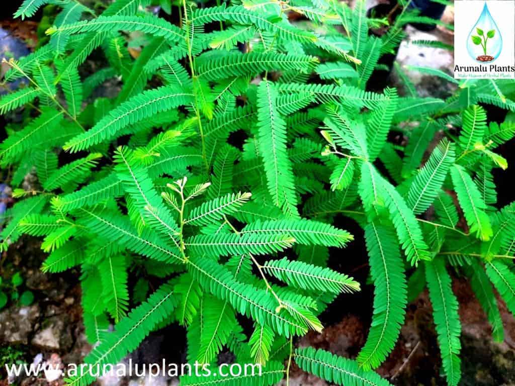 Nelli | Phyllanthus embilica | Indian Gooseberry | නෙල්ලි