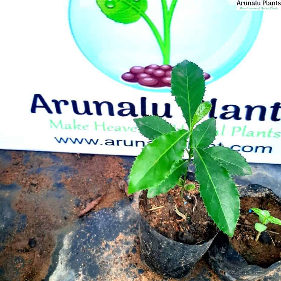 100 medicinal plants and their uses | Arunalu Plants