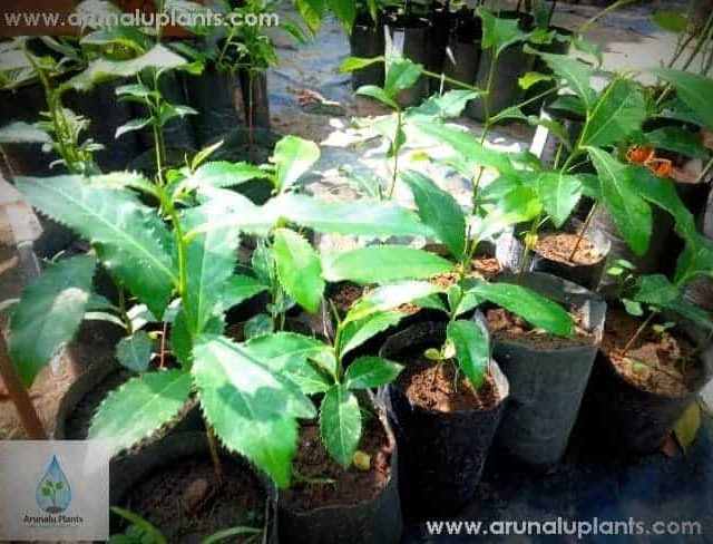 Fruit Plants | Arunalu Plants