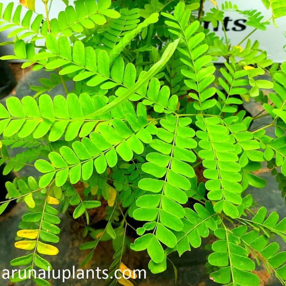 100 medicinal plants and their uses | Arunalu Plants