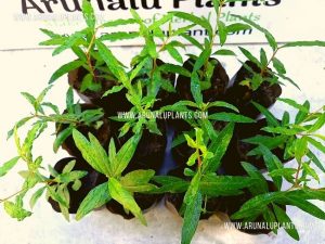 Delum | Punica granatum | Pomegranate | දෙලුම් | Arunalu Plants