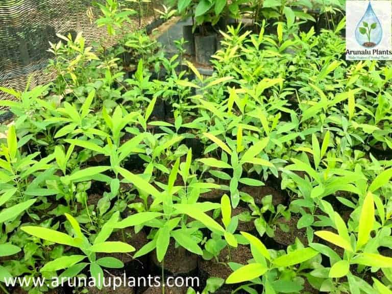 White Sandalwood | Sudu Hadun | Santalum album | සුදු හඳුන්