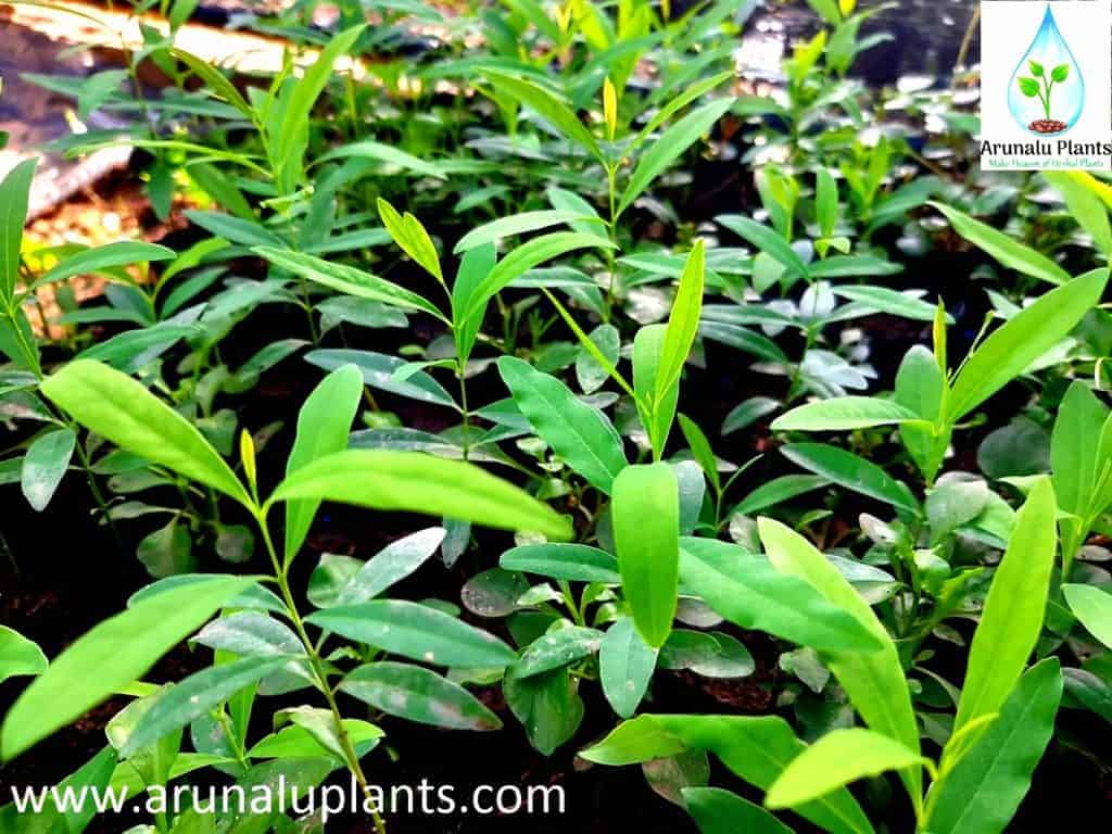 White Sandalwood | Sudu Hadun | Santalum album | සුදු හඳුන්