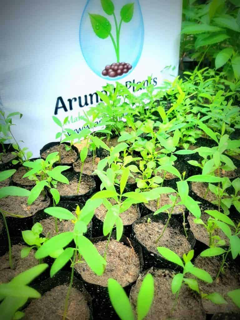 White Sandalwood | Sudu Hadun | Santalum album | සුදු හඳුන්