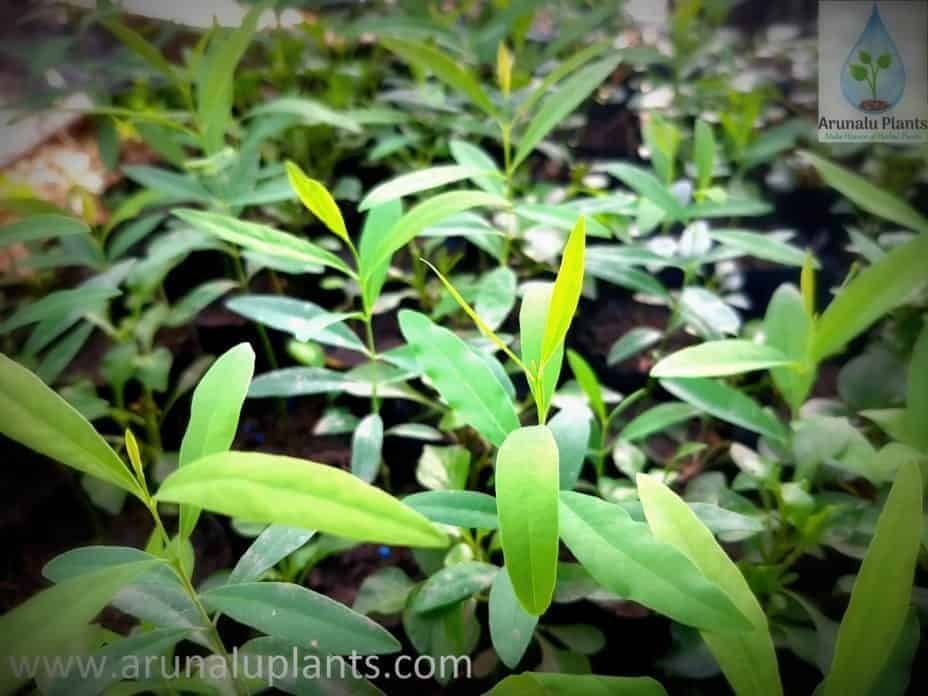 White Sandalwood | Sudu Hadun | Santalum album | සුදු හඳුන්