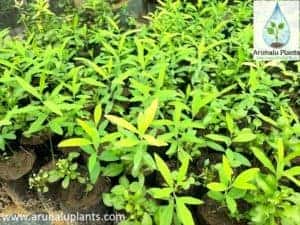 White Sandalwood | Sudu Hadun | Santalum album | සුදු හඳුන්