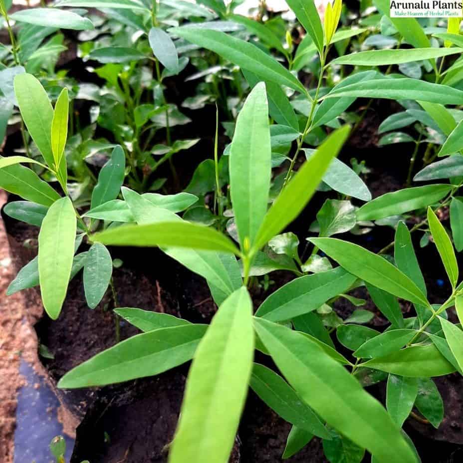 sudu sadun tree | Arunalu Plants