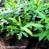 Medicinal Plants | Buy Plants Online Sri Lanka