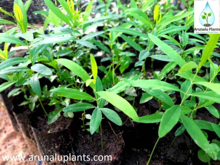 White Sandalwood | Sudu Hadun | Santalum album | සුදු හඳුන්