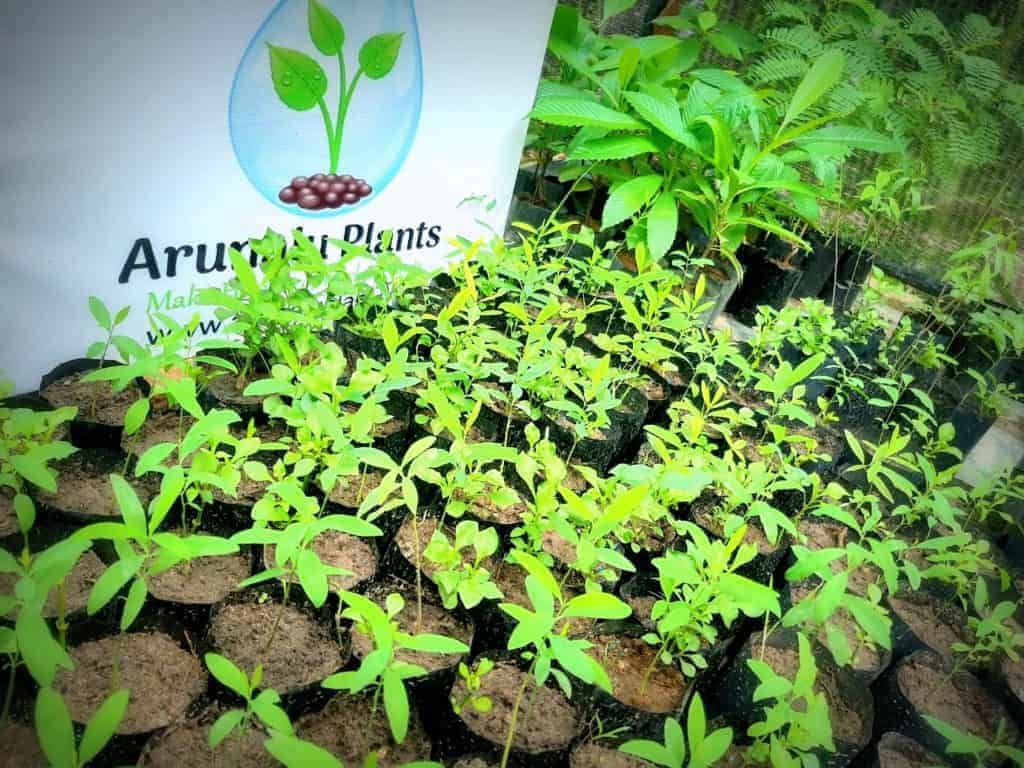 White Sandalwood | Sudu Hadun | Santalum album | සුදු හඳුන්