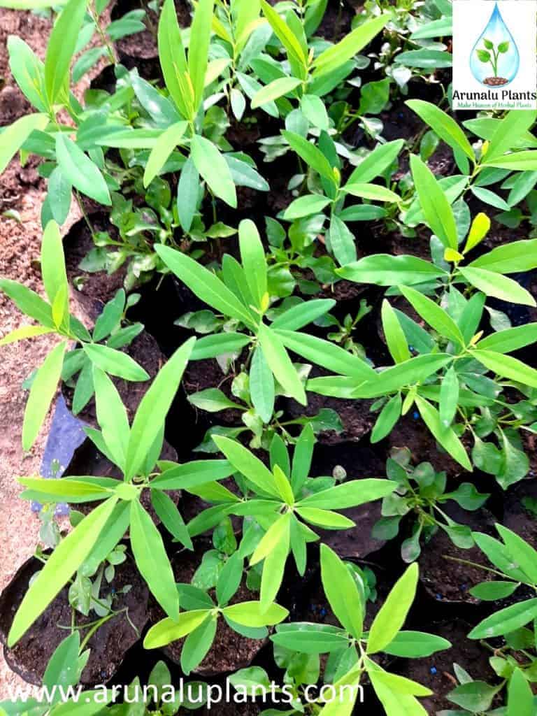 White Sandalwood | Sudu Hadun | Santalum album | සුදු හඳුන්