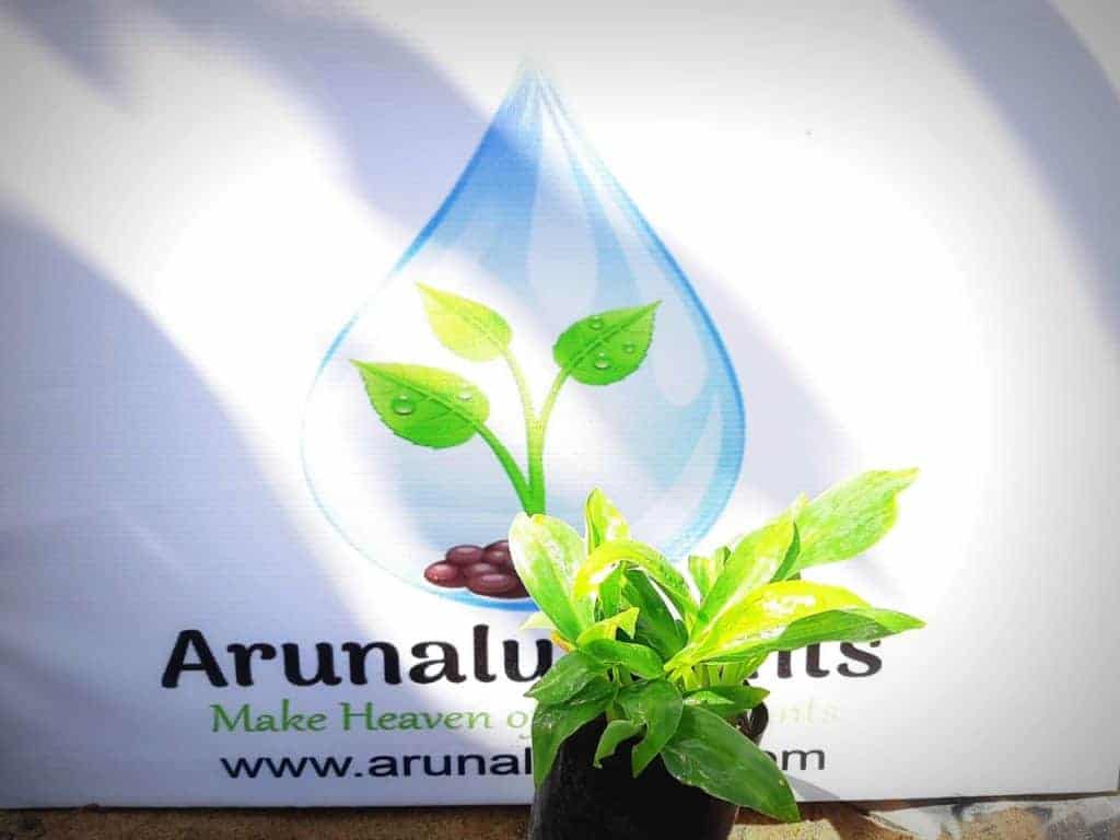 Iguru Piyali | Higuru Piyali | Kaempferia galanga | Aromatic Ginger ...