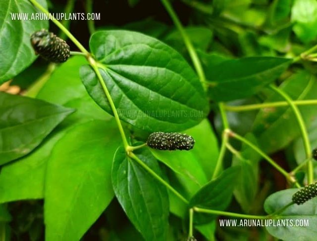 thippili plant | Arunalu Plants