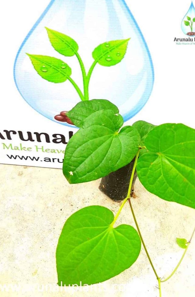 thippili plant | Arunalu Plants