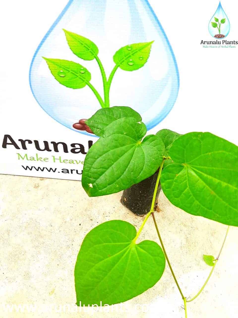 Thippili | Piper longum | Long Pepper | තිප්පිලි | Arunalu Plants