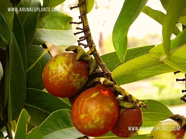 Thibiri | Diospyros malabarica | Gaub Tree | තිඹිරි | Arunalu Plants
