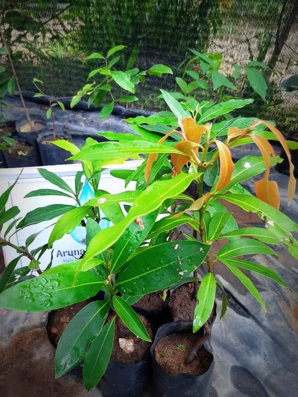 Thibiri | Diospyros malabarica | Gaub Tree | තිඹිරි | Arunalu Plants