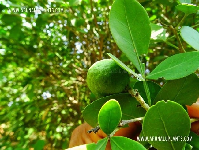 Thunpath Kurudhu | Pleiospermium alatum | Winged Naringi | තුන්පත් ...