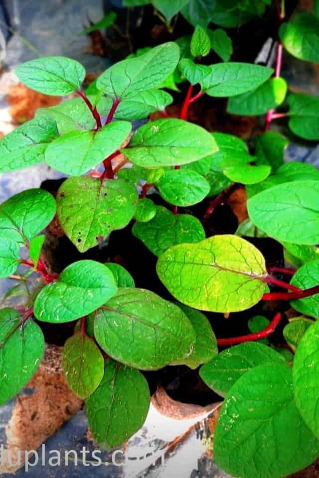 Plants for Small Garden | Medicinal Plants