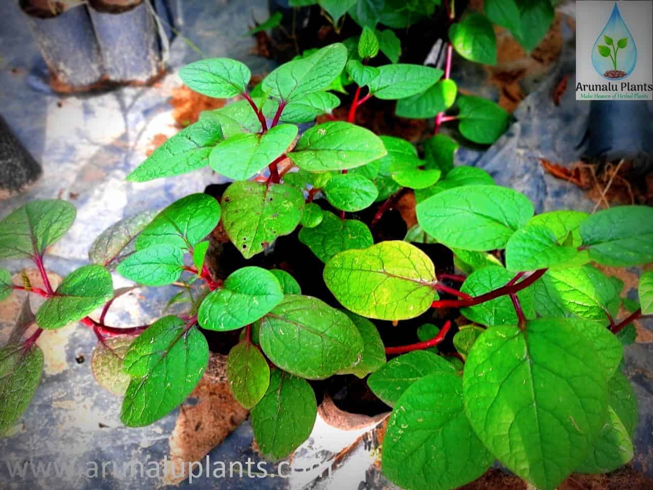 Rathu Nivithi | Basella alba L. | Malabar Spinach | රතු නිවිති ...