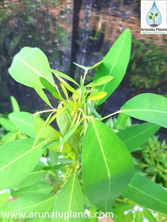 Pranajeewa | Dancing Plant | Codariocalyx motorius | ප්‍රානජීව | plants ...