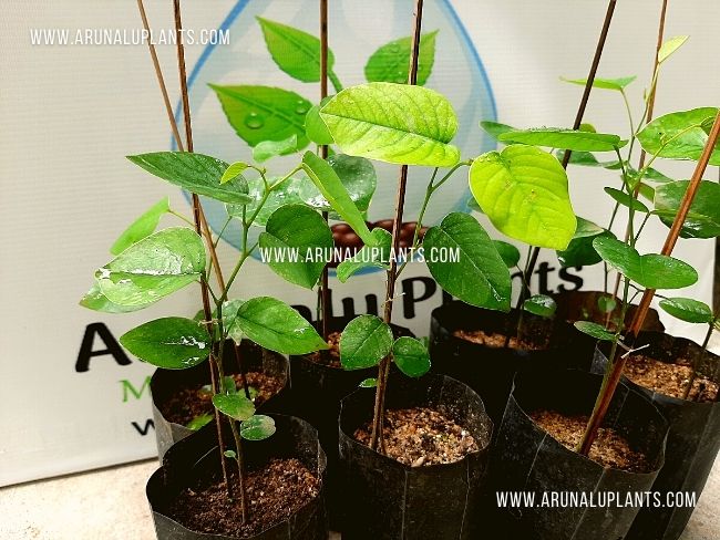 Rath Hadun | Red Sandalwood | Pterocarpus santalinus | රත් හඳුන් ...