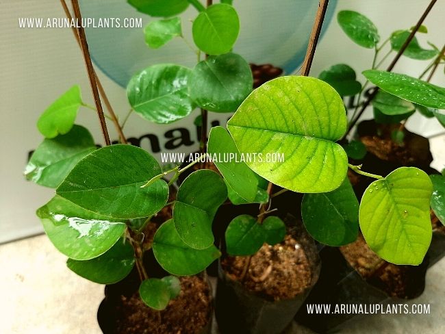 Rath Hadun | Red Sandalwood | Pterocarpus santalinus | රත් හඳුන් ...