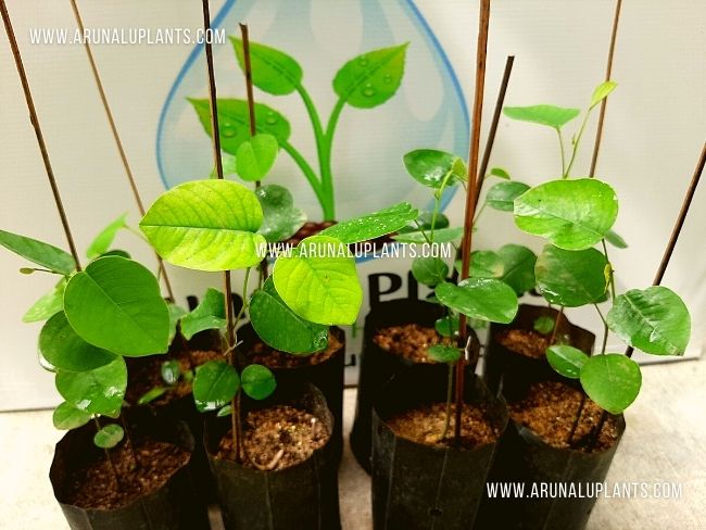 Rath Hadun | Red Sandalwood | Pterocarpus santalinus | රත් හඳුන් ...