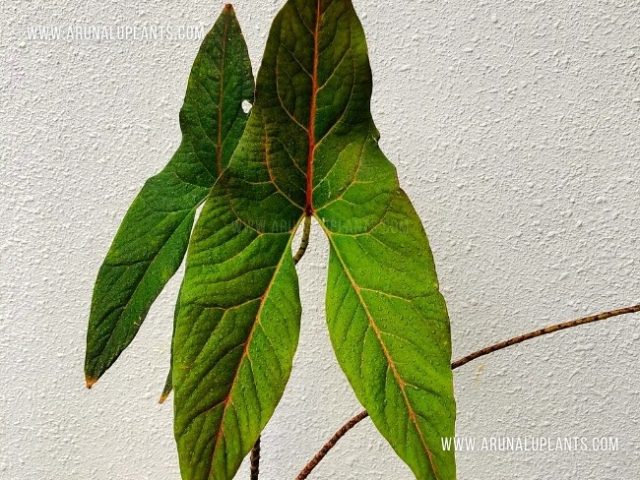 Rathu Kohila | Cyrtosperma johnstonii | රතු කොහිල | Arunalu Plants