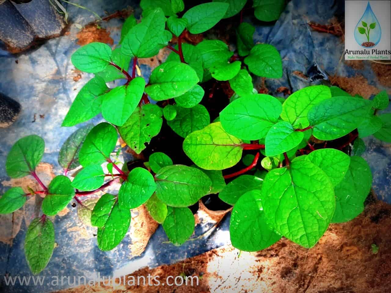 Rathu Nivithi | Basella alba L. | Malabar Spinach | රතු නිවිති ...