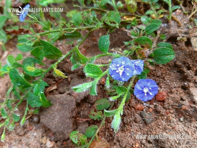 Vishnukranthi | Evolvulus alsinoides | Visnukrantha | විෂ්ණුක්‍රාන්ති ...