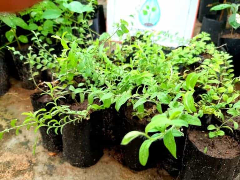 Vishnukranthi | Evolvulus alsinoides | Visnukrantha | විෂ්ණුක්‍රාන්ති ...