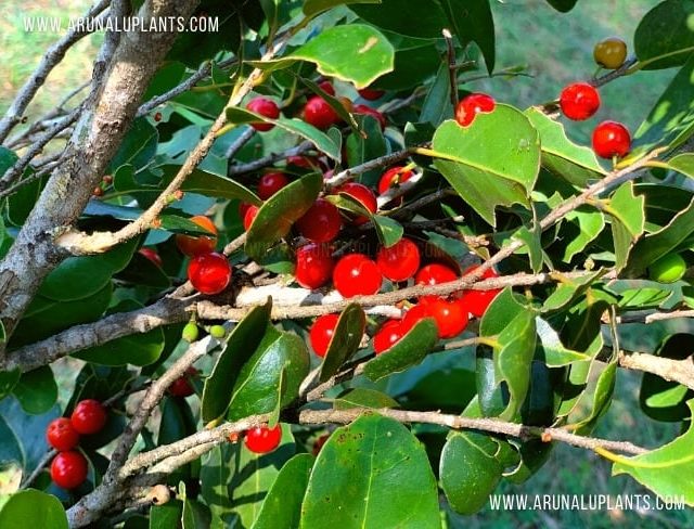 weera plant | Arunalu Plants