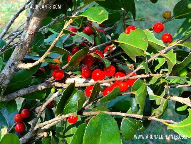 Weera | Drypetes sepiaria | විර | Arunalu Plants