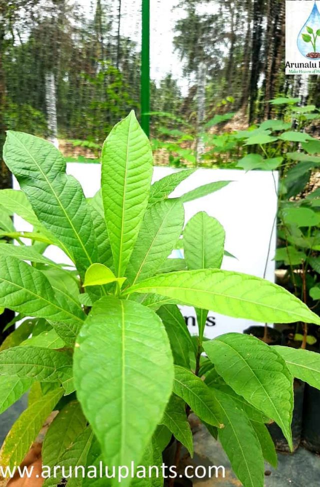 Trees | Arunalu Plants