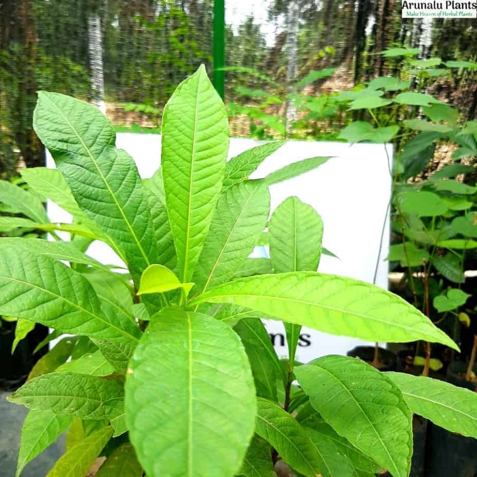 Trees | Arunalu Plants