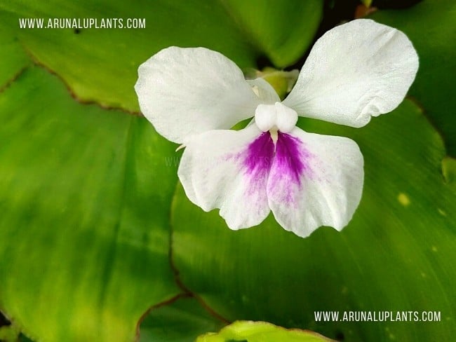 Iguru Piyali | Higuru Piyali | Kaempferia galanga | Aromatic Ginger ...