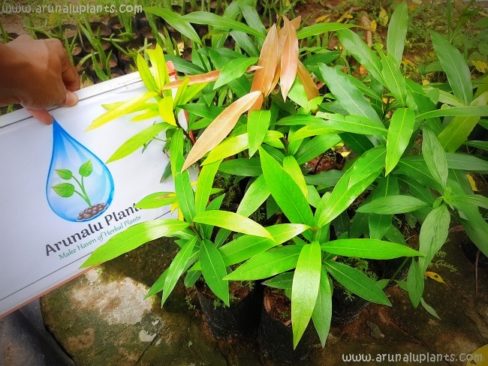 Thibiri | Diospyros malabarica | Gaub Tree | තිඹිරි | Arunalu Plants