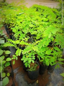 Ranawara | Cassia auriculata | Tanner's Cassia | රණවරා