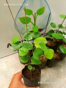 Rath Hadun | Red Sandalwood | Pterocarpus santalinus | රත් හඳුන් ...