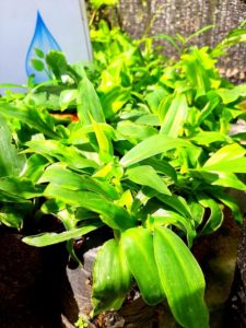 Iguru Piyali | Higuru Piyali | Kaempferia galanga | Aromatic Ginger ...