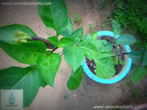 Thunbo Aththana | Datura metel | Purple Horn-of-Plenty | තුන් බෝ අත්තන ...