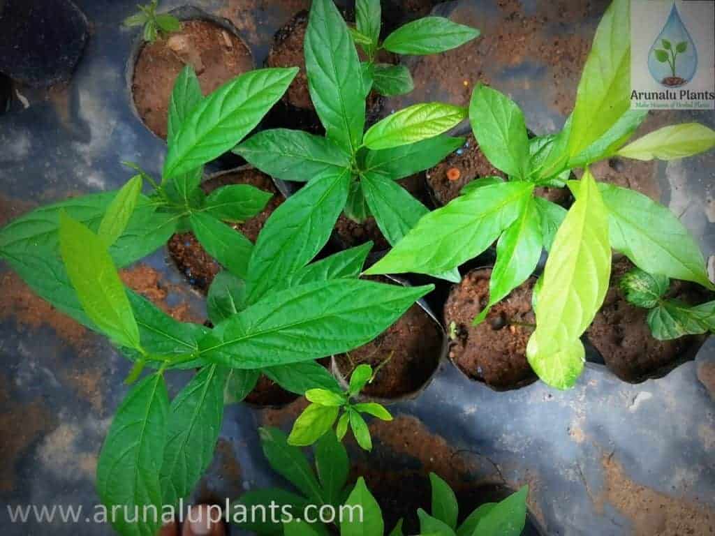 Ruk Aguna | Alangium salviifolium | රුක් අඟුණ | Arunalu Plants